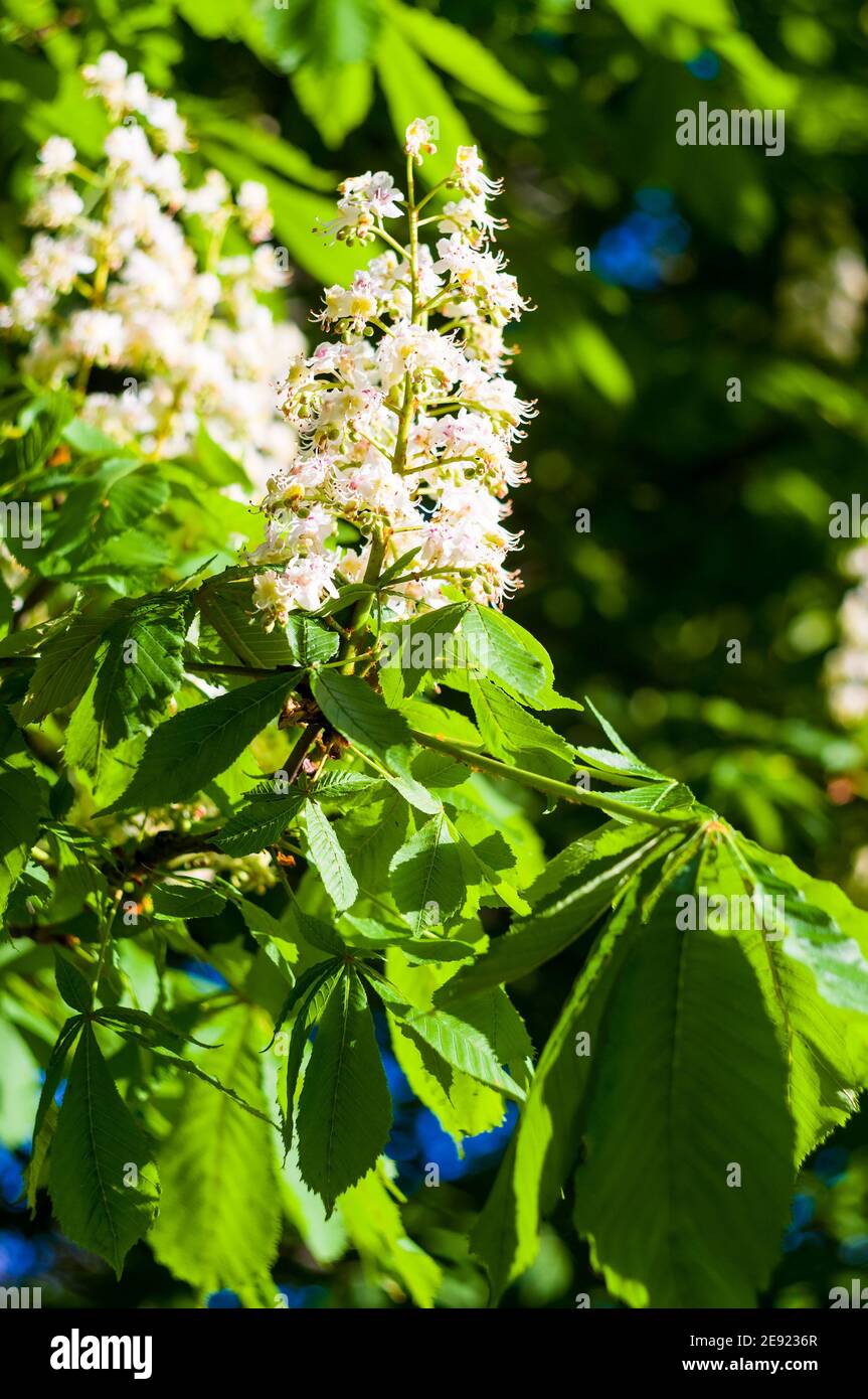 Flowering branches of chestnut Castanea sativa tree, and blue sky Stock ...