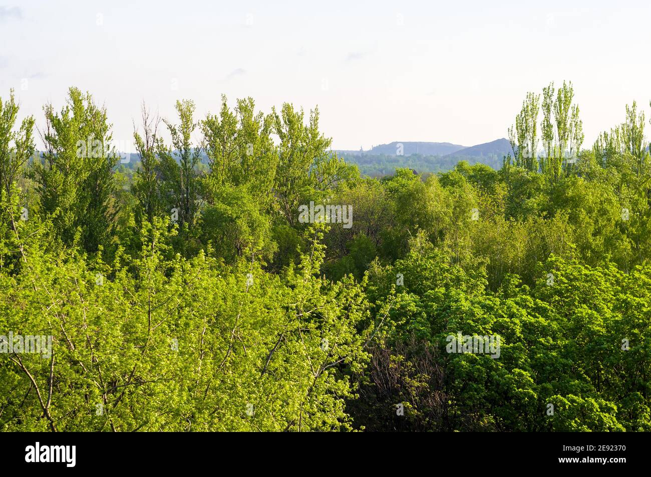 Spring landscape - bright green trees with young foliage on a bright ...