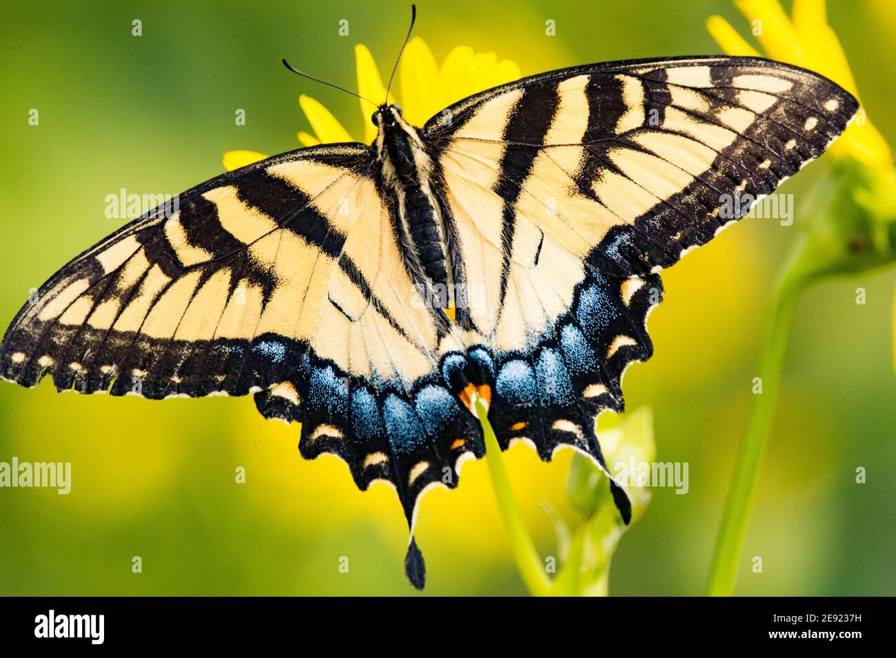 Eastern Tiger Swallowtail Stock Photo - Alamy