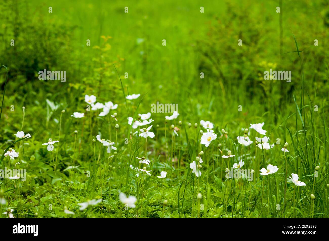 Spring Blooming field - bright green plants, grass and wildflowers with ...