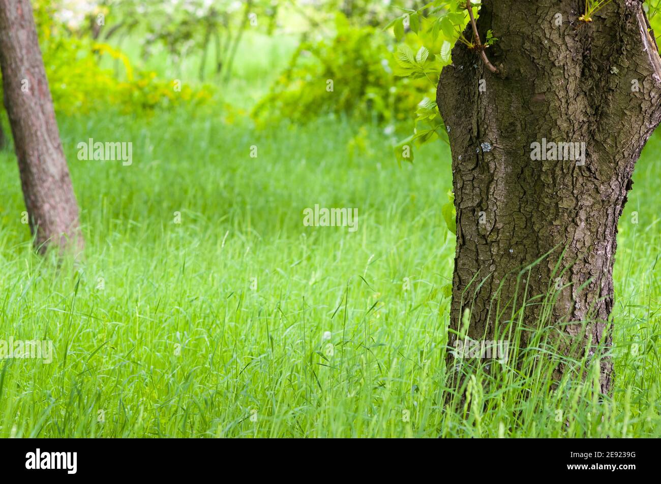 Spring Blooming field - bright green plants, grass and wildflowers with ...
