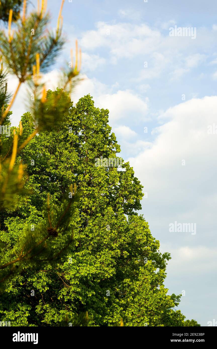 Spring landscape - bright green trees with young foliage on a bright ...