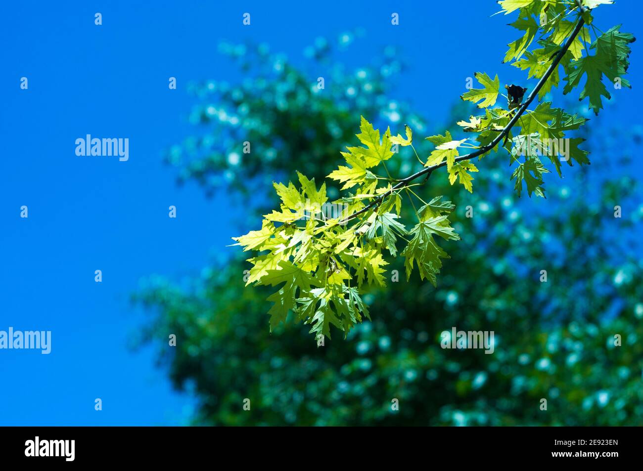 Spring landscape - bright green trees with young foliage on a bright ...