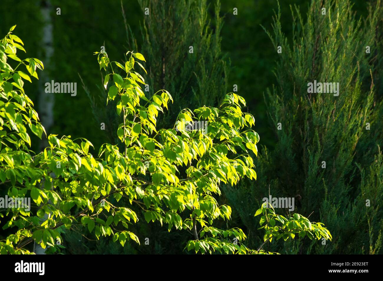 Spring landscape - bright green trees with young foliage on a bright ...