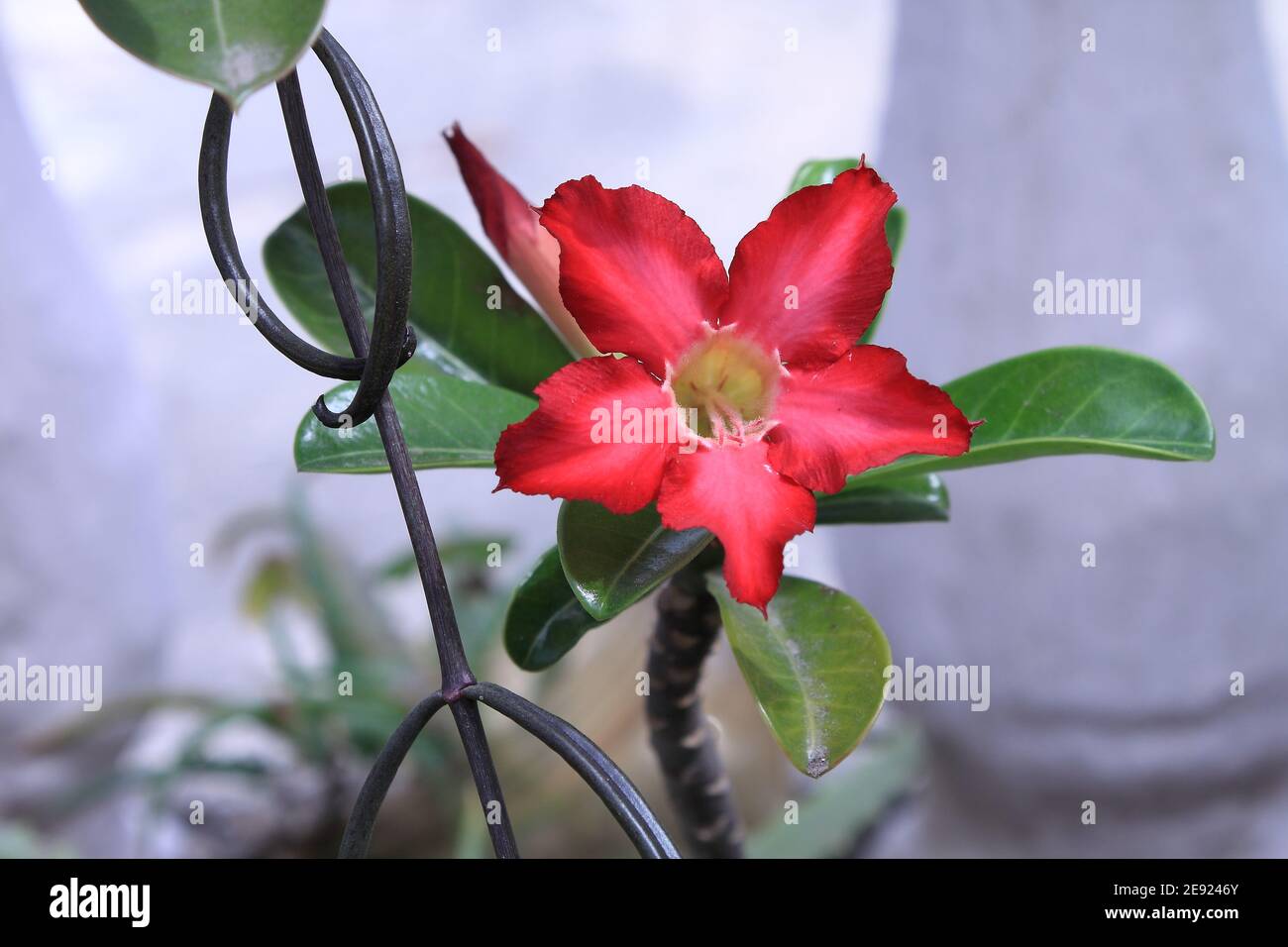 Adenium obesum colours hi-res stock photography and images - Alamy