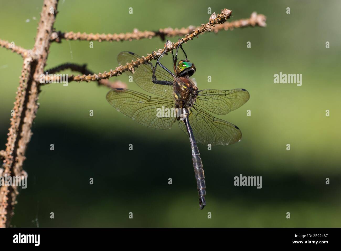 A Hine's Emerald Dragonfly hanging from a branch in Door County ...