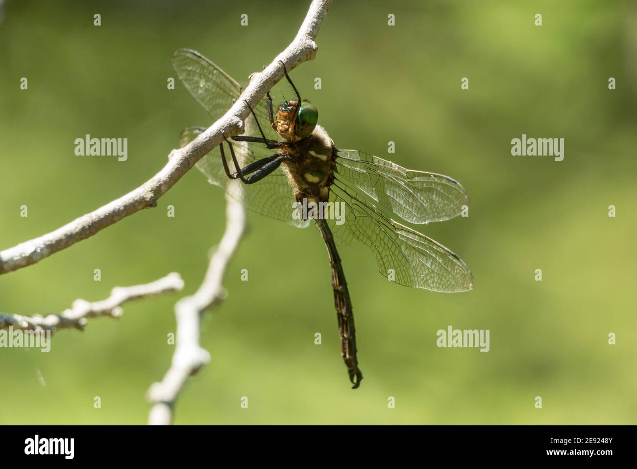 Hine's Emerald Dragonfly hanging from a branch in Door County Wisconsin ...