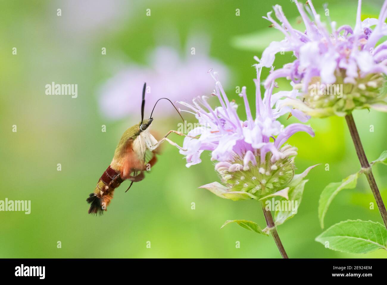 Hummingbird mimic hi-res stock photography and images - Alamy