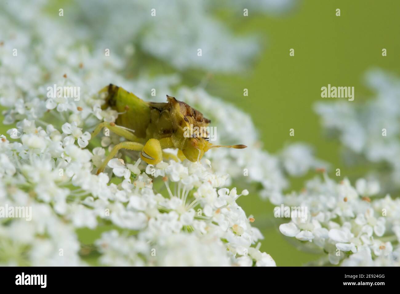 Ambush bug hi-res stock photography and images - Alamy