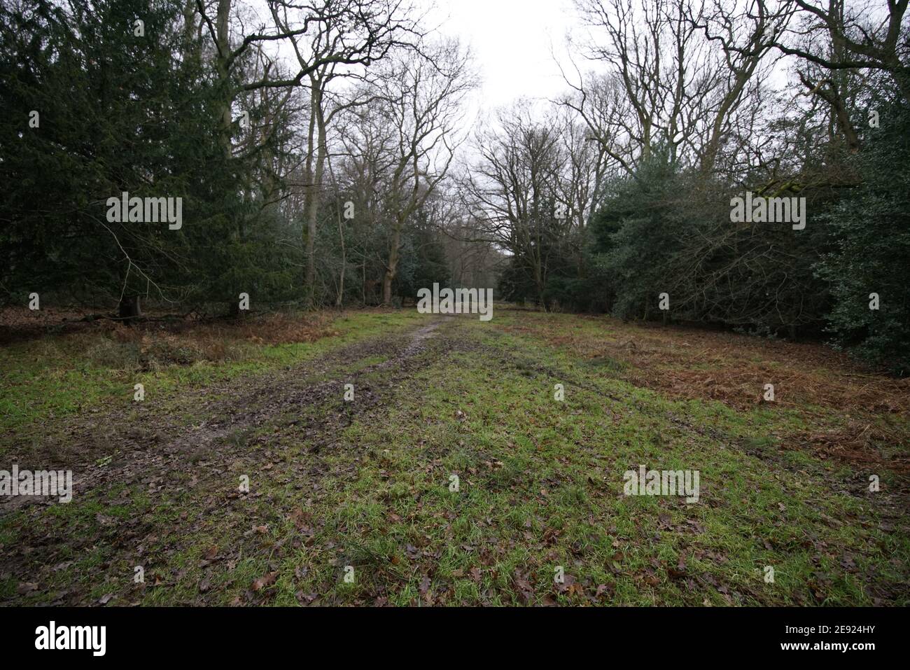 Grassy road between trees in a forest Stock Photo - Alamy