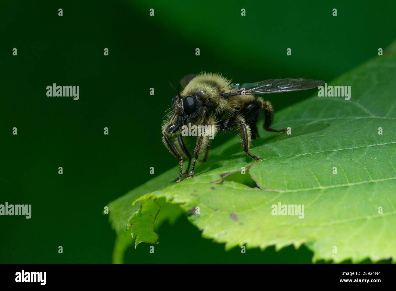 A Laphria sacrator robber fly, bumble bee mimic, waiting on a leaf for ...