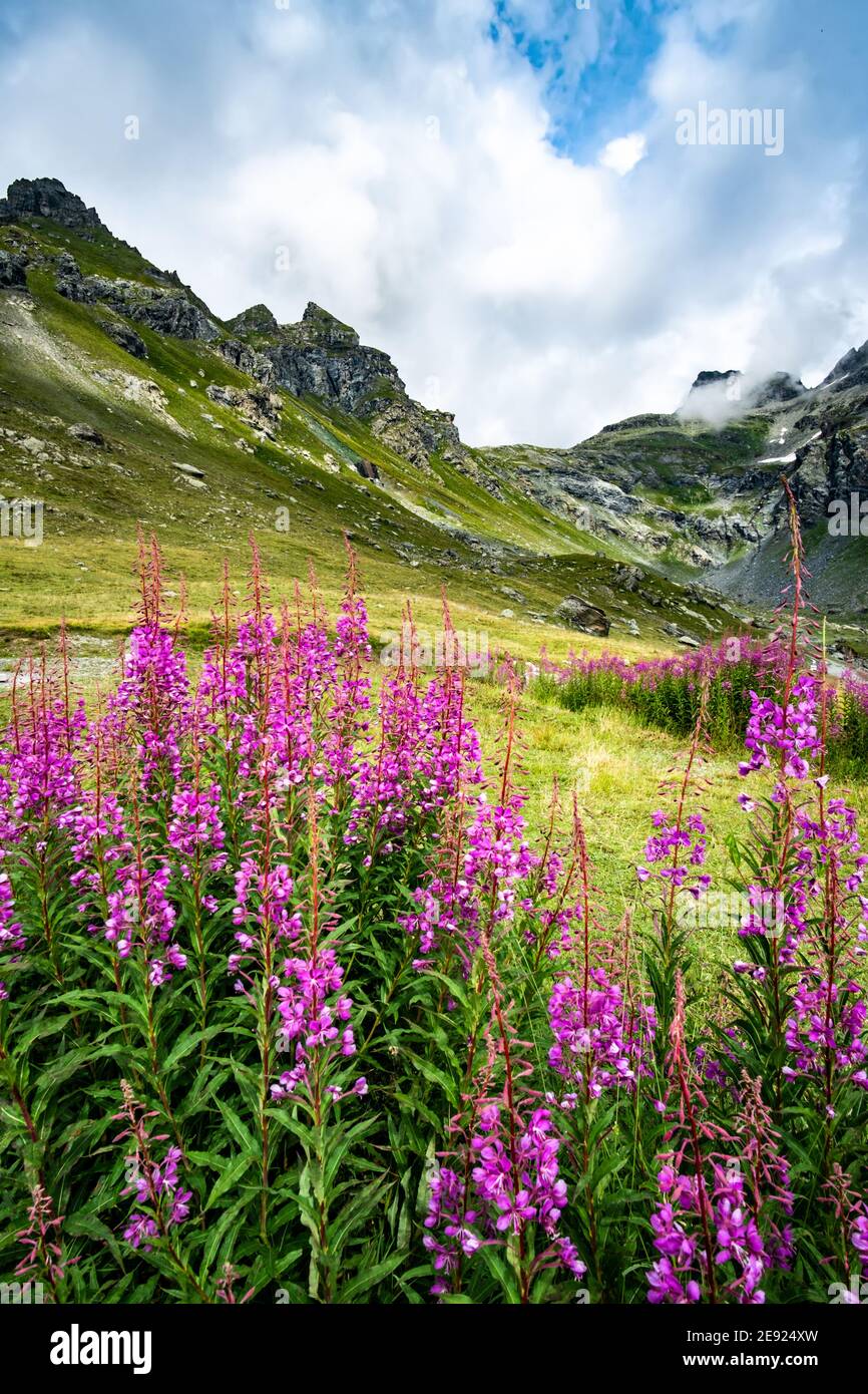 Beautiful alpine meadow hi-res stock photography and images - Alamy