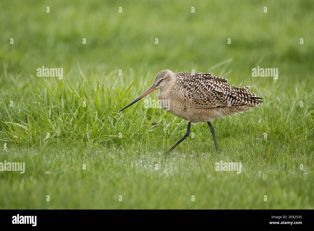 Marbled Godwit feeding in a field at Lakeshore State Park during spring ...