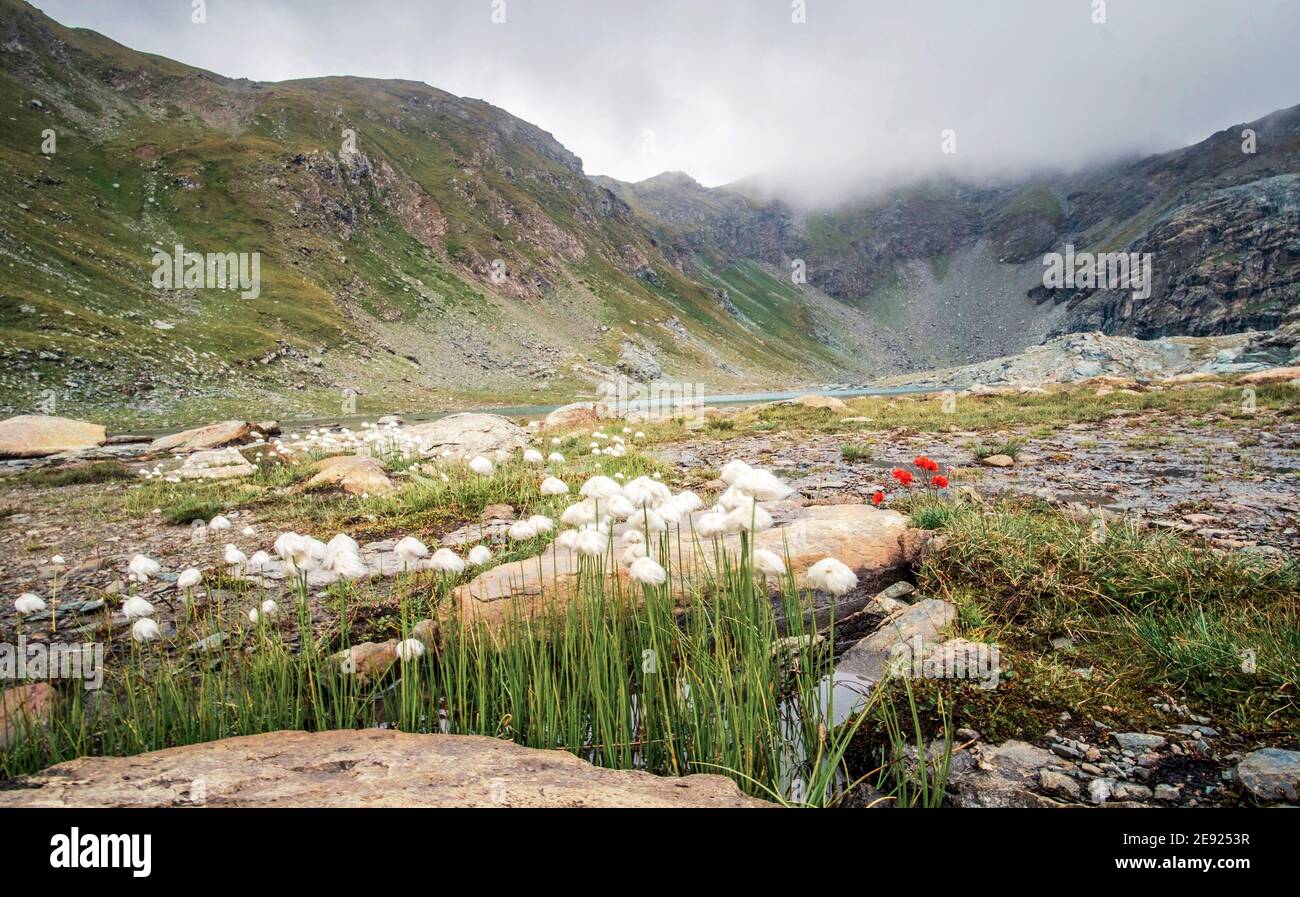 Wonderful valley with blooming flowers in Alps Stock Photo - Alamy