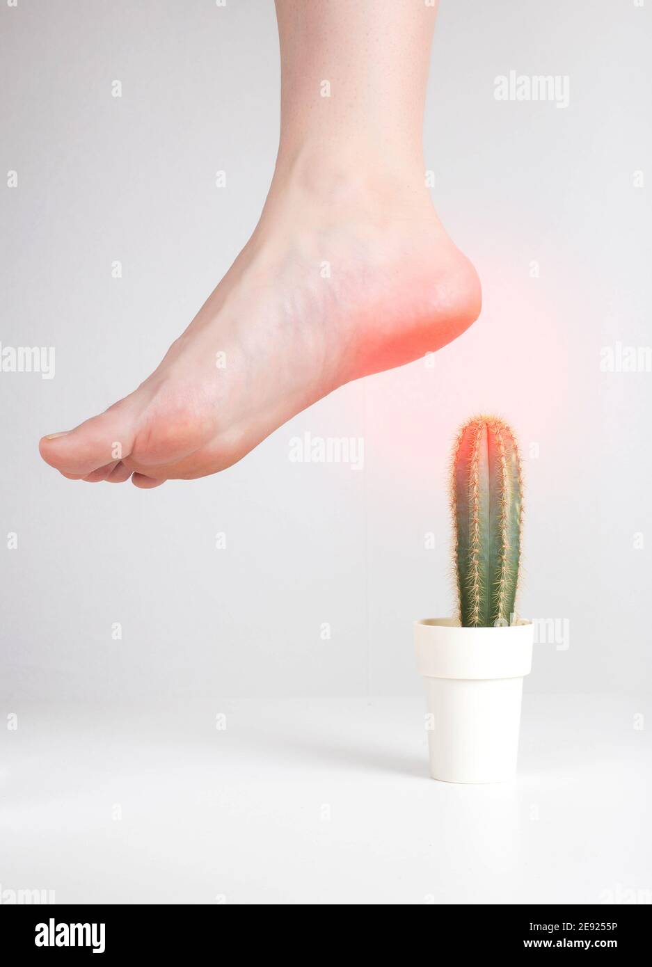 Human foot stepping on a cactus on a white background. Concept of ...