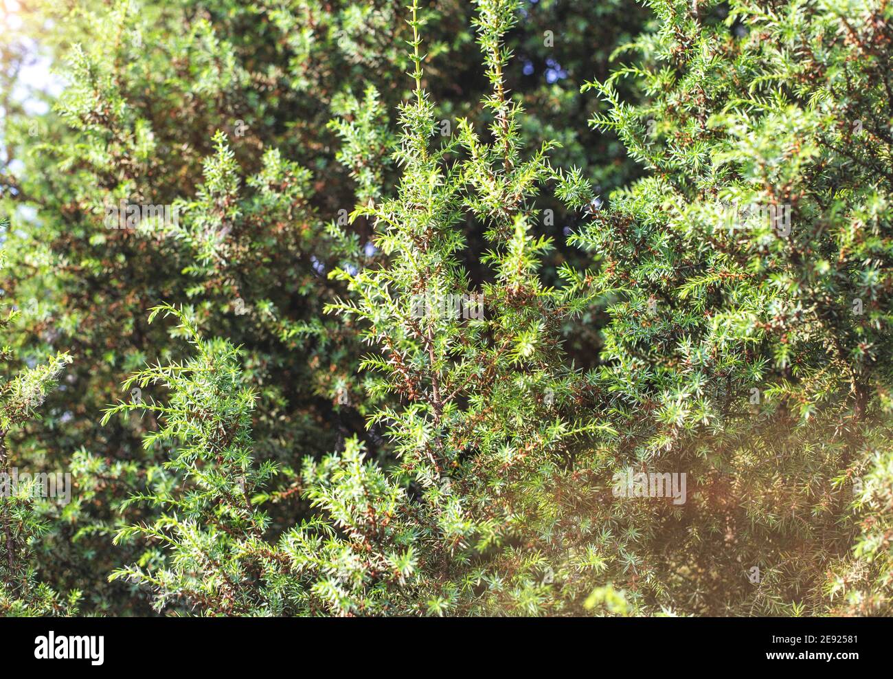 Beautiful green ornamental juniper tree in the sunlight, background ...