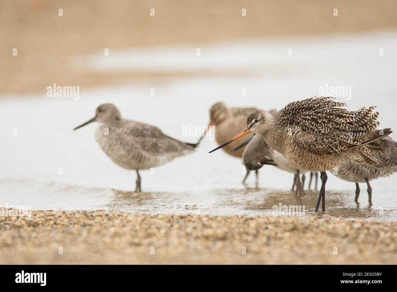 Marbled Godwits and Willets on a beach during spring migration Stock ...