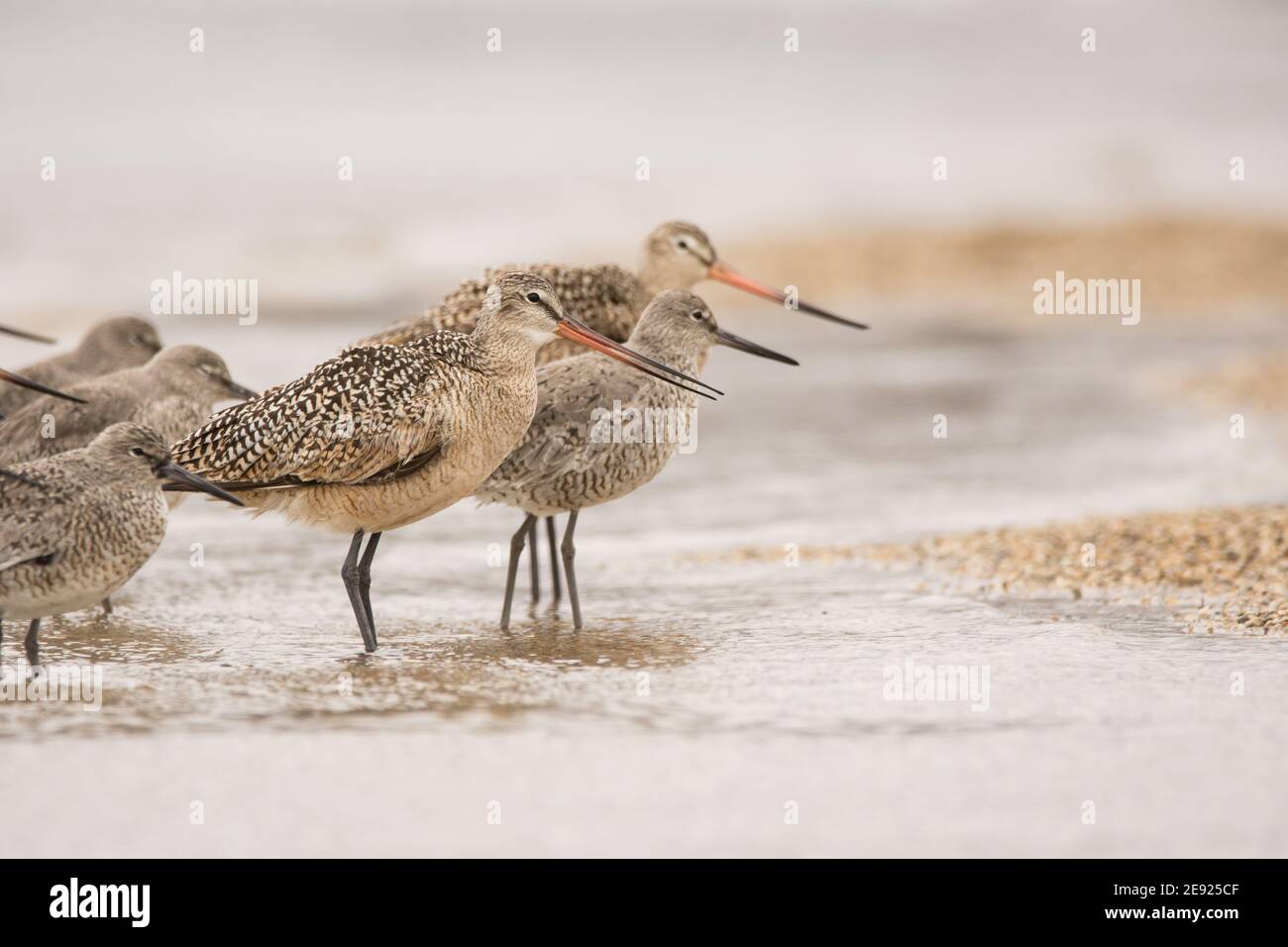 Marbled Godwits and Willets on a beach during spring migration Stock ...