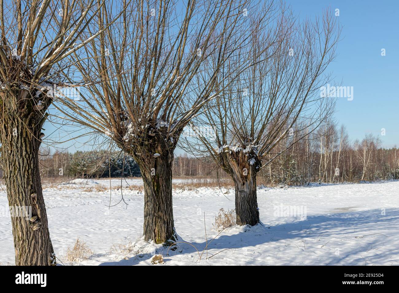 A row of willows in a snow-covered field. Polish landscapes of Masovia ...