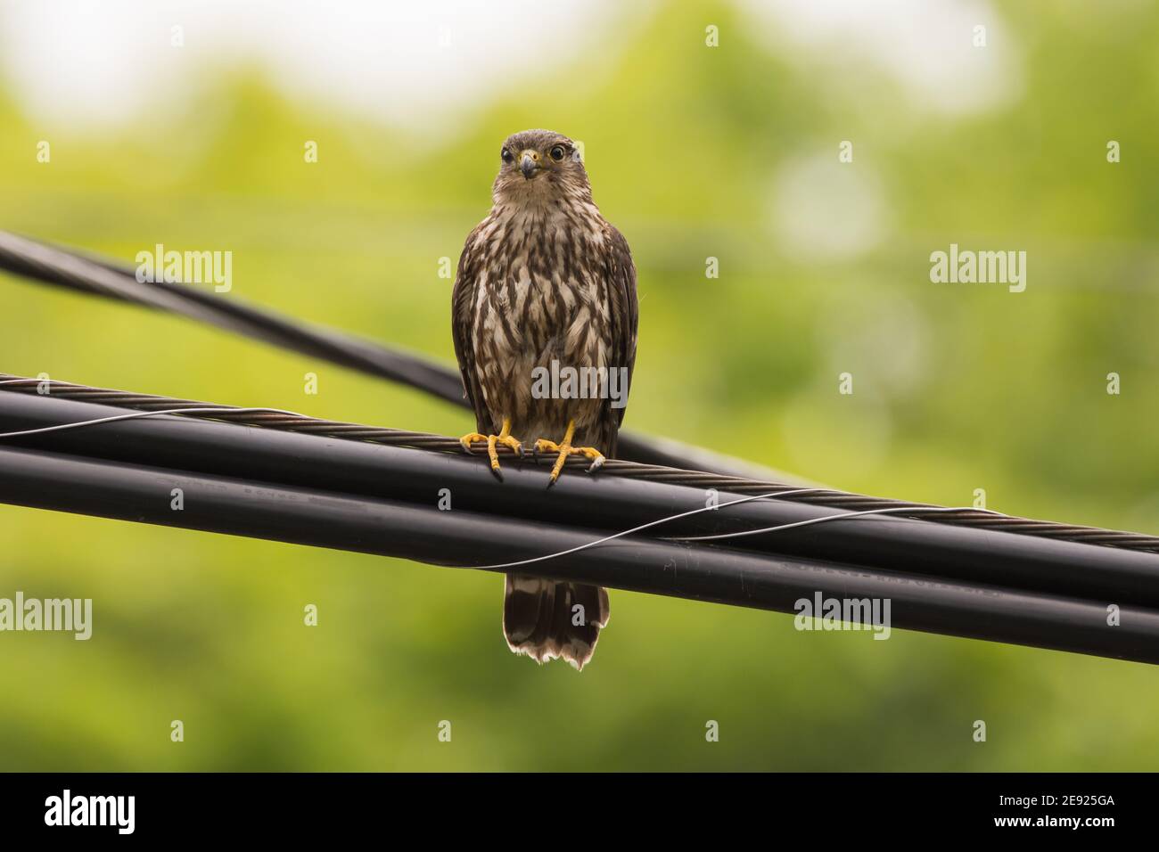 A Merlin falcon perched on a power line in Door County Wisconsin Stock ...