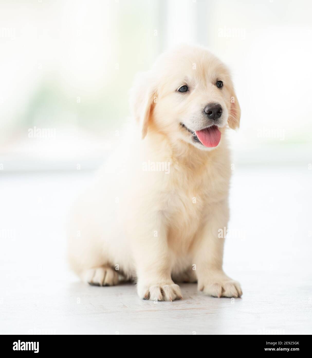 Lovely golden retriever puppy hi-res stock photography and images - Alamy