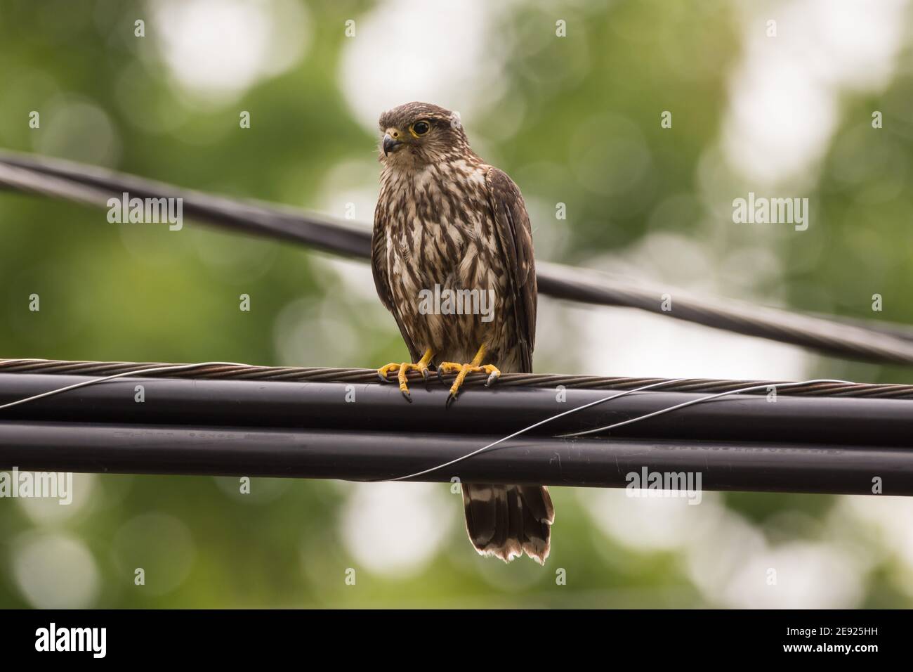 A Merlin falcon perched on a power line in Door County Wisconsin Stock ...