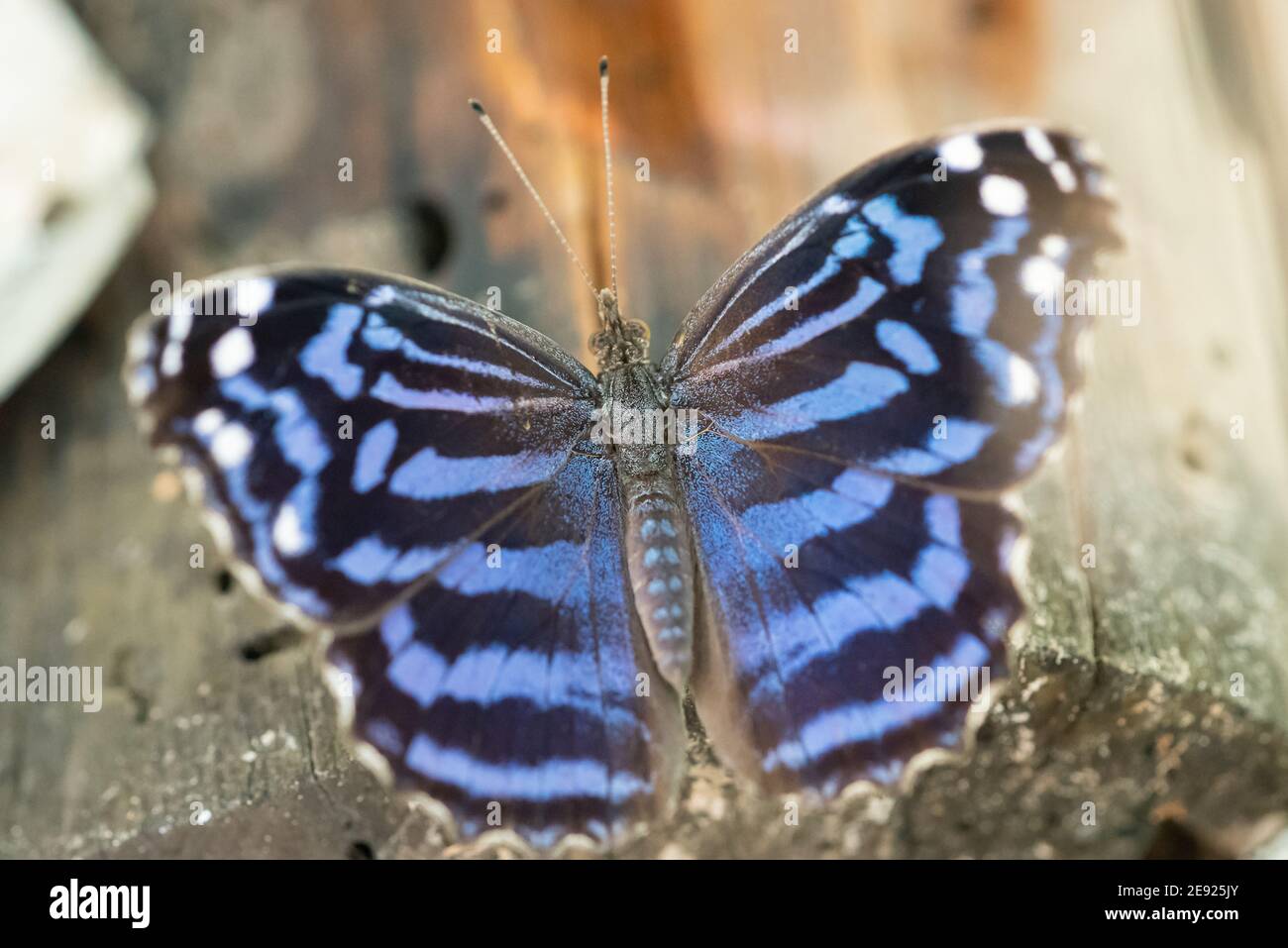 Mexican border wildlife hi-res stock photography and images - Alamy