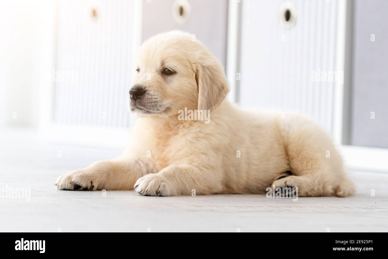 Lovely golden retriever puppy hi-res stock photography and images - Alamy