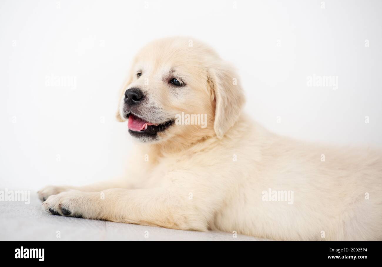 Lovely golden retriever puppy hi-res stock photography and images - Alamy