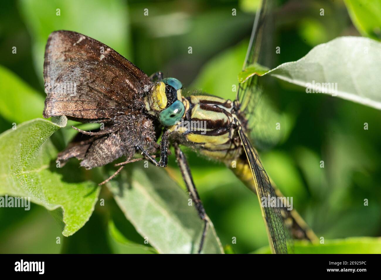 A Midland Clubtail dragonfly eating a Northern Cloudywing butterfly on ...