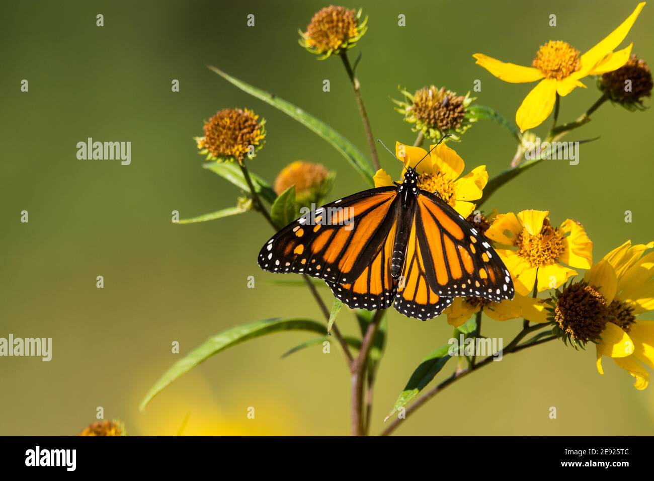 Monarch Butterfly feeding from Compass plants in a prairie in Wisconsin ...