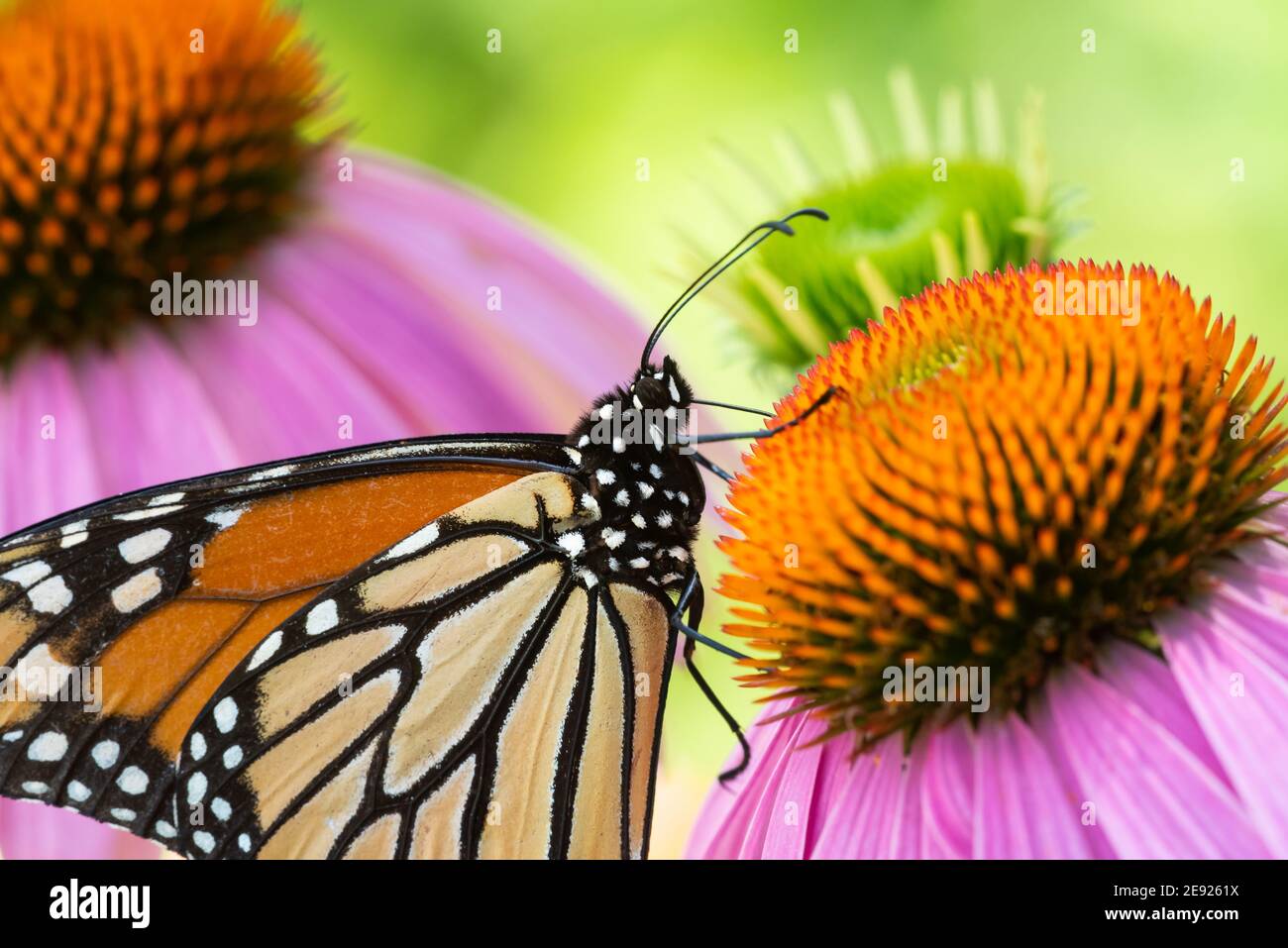 A Monarch Butterfly feeding from a Purple Coneflower wildflower Stock ...