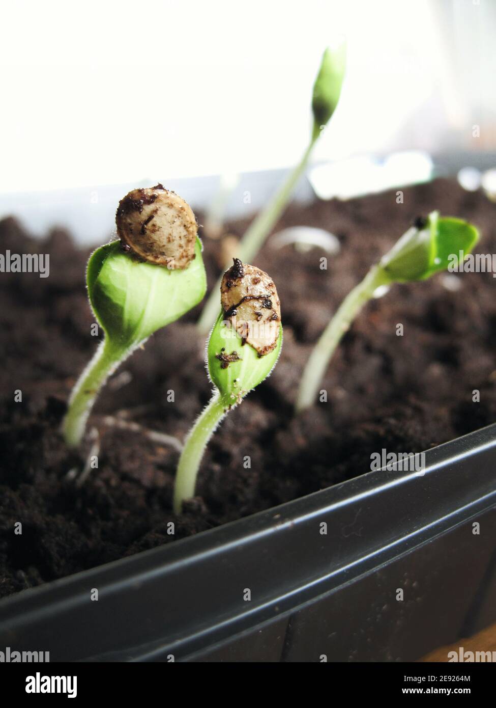 Bean sprouts growing indoors .Home made Stock Photo - Alamy