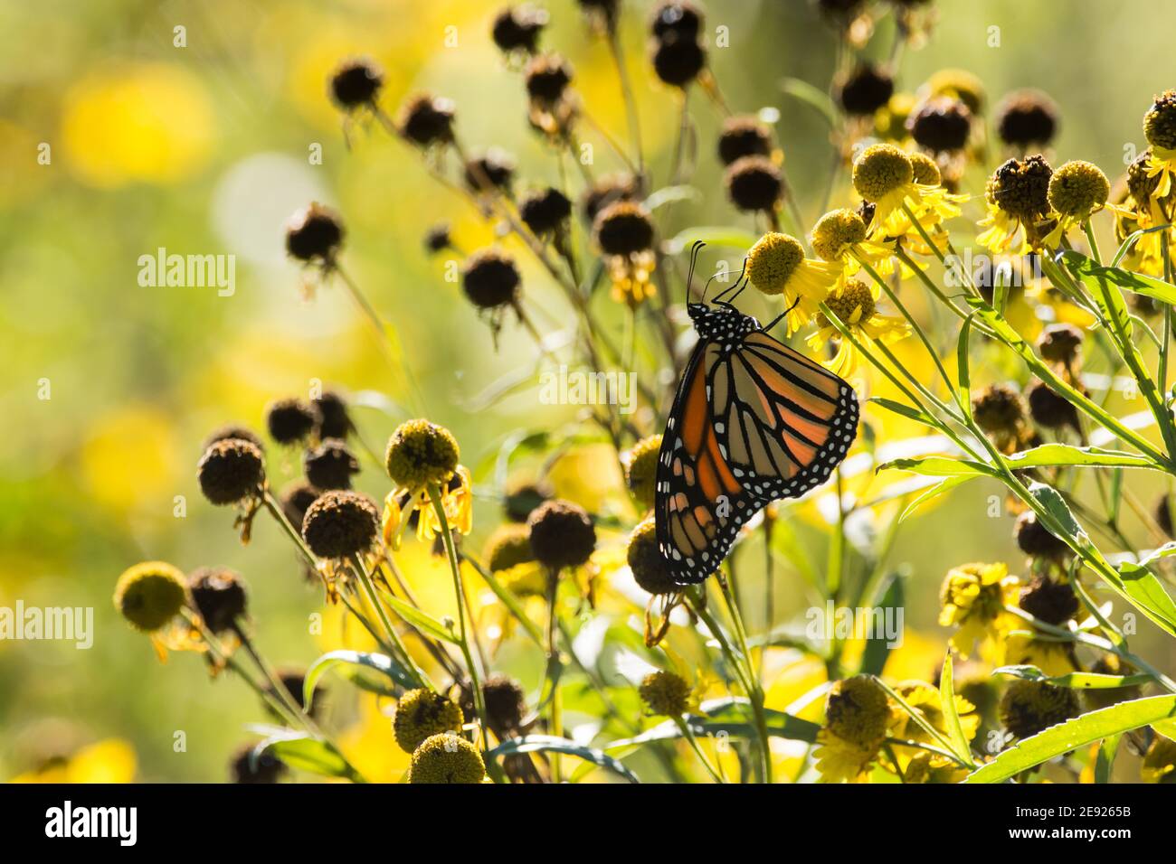 Monarch Butterfly feeding from Compass plants in a prairie in Wisconsin ...