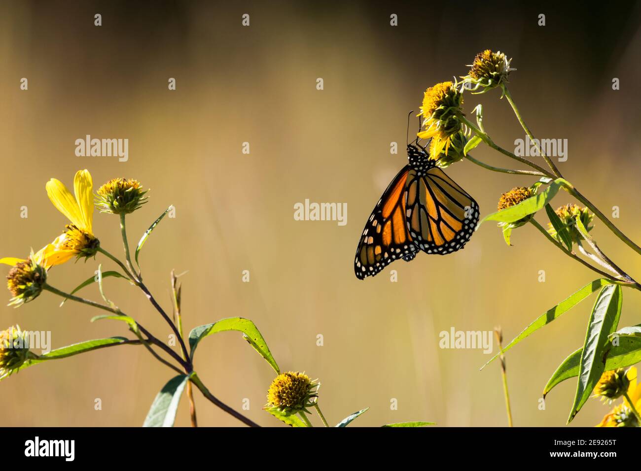 Monarch Butterfly feeding from Compass plants in a prairie in Wisconsin ...