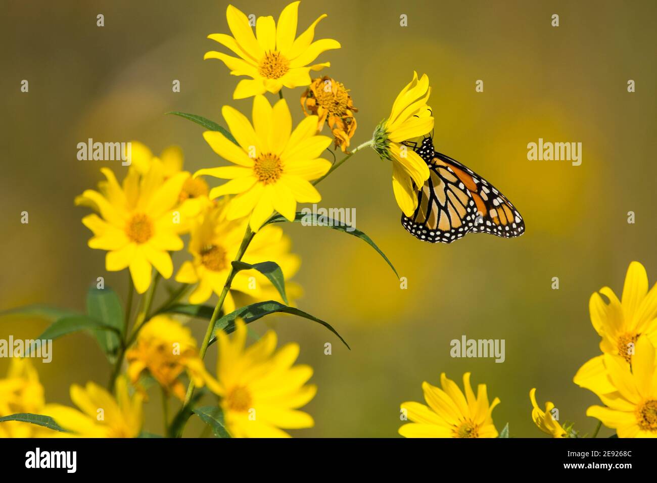 Monarch Butterfly feeding from Compass plants in a prairie in Wisconsin ...