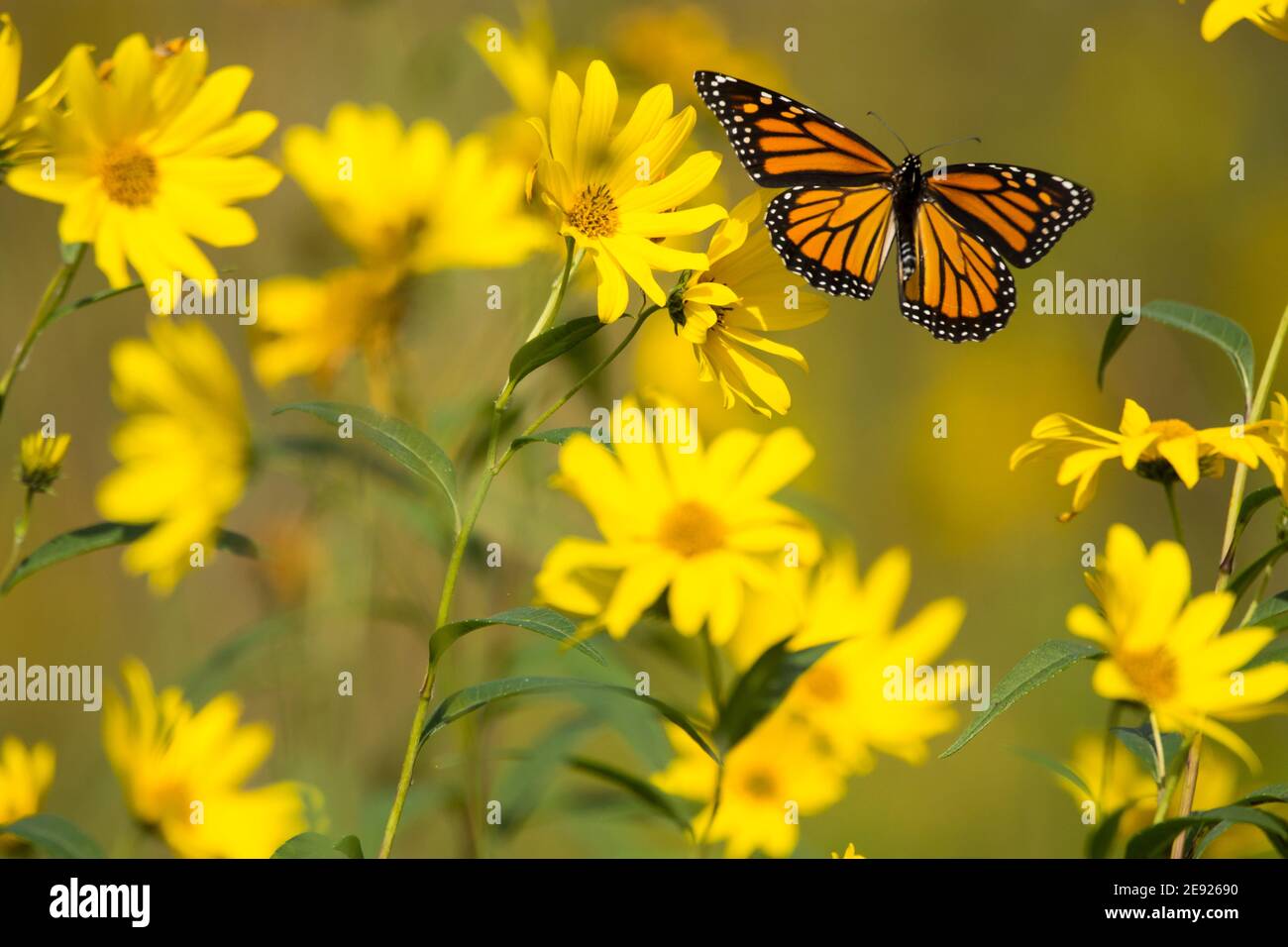 Monarch Butterfly feeding from Compass plants in a prairie in Wisconsin ...