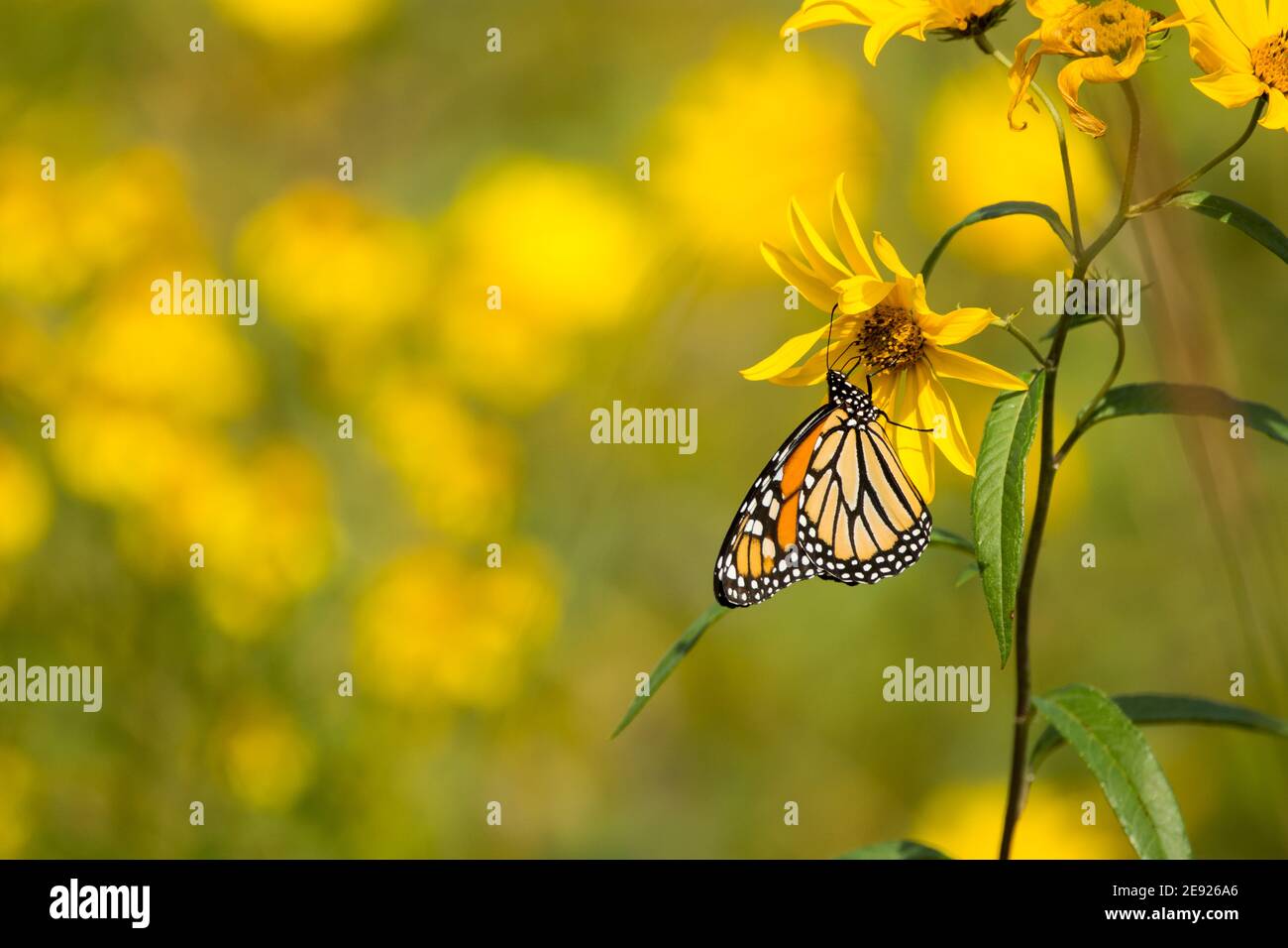 Monarch Butterfly feeding from Compass plants in a prairie in Wisconsin ...