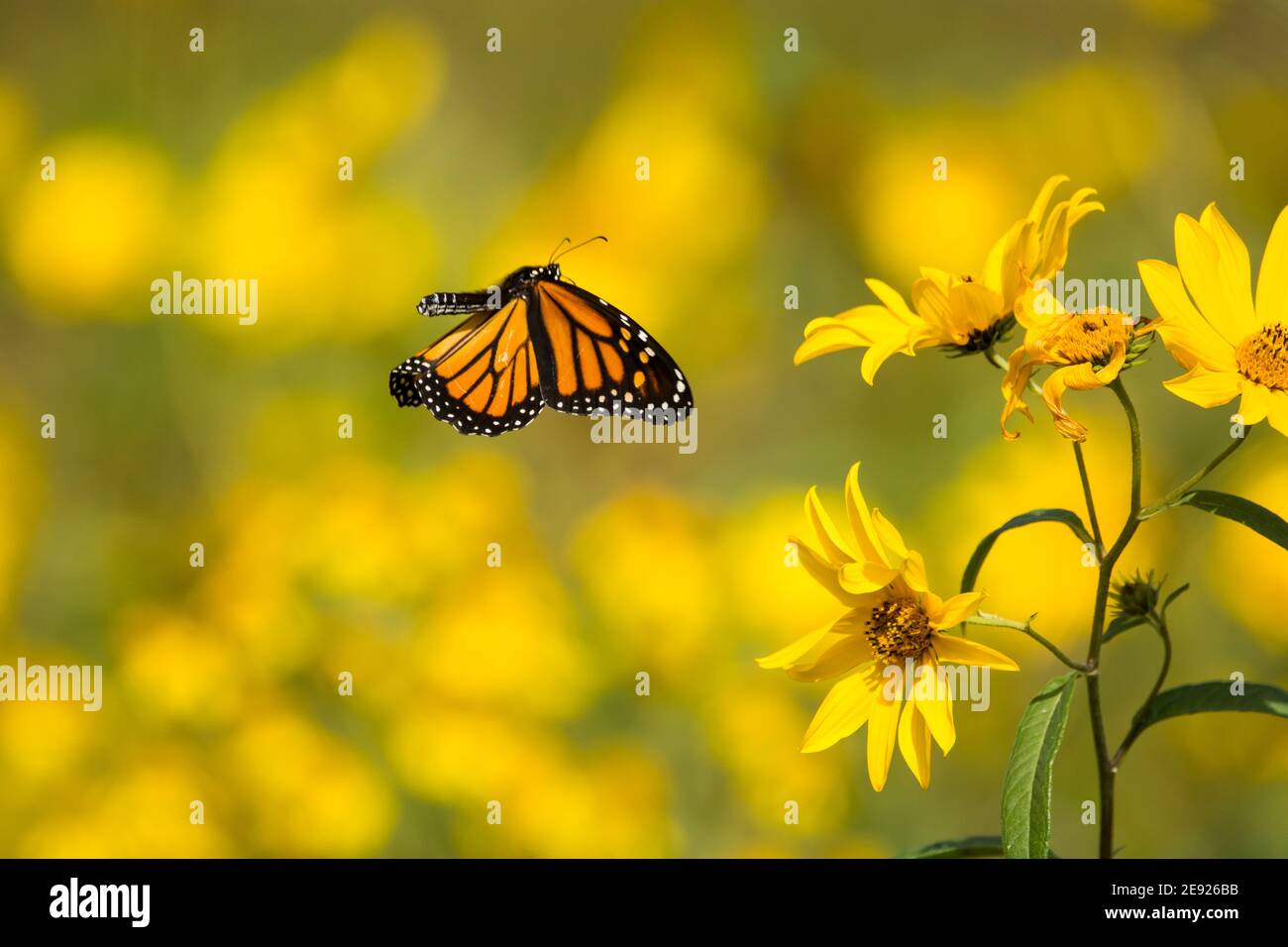 Monarch Butterfly feeding from Compass plants in a prairie in Wisconsin ...