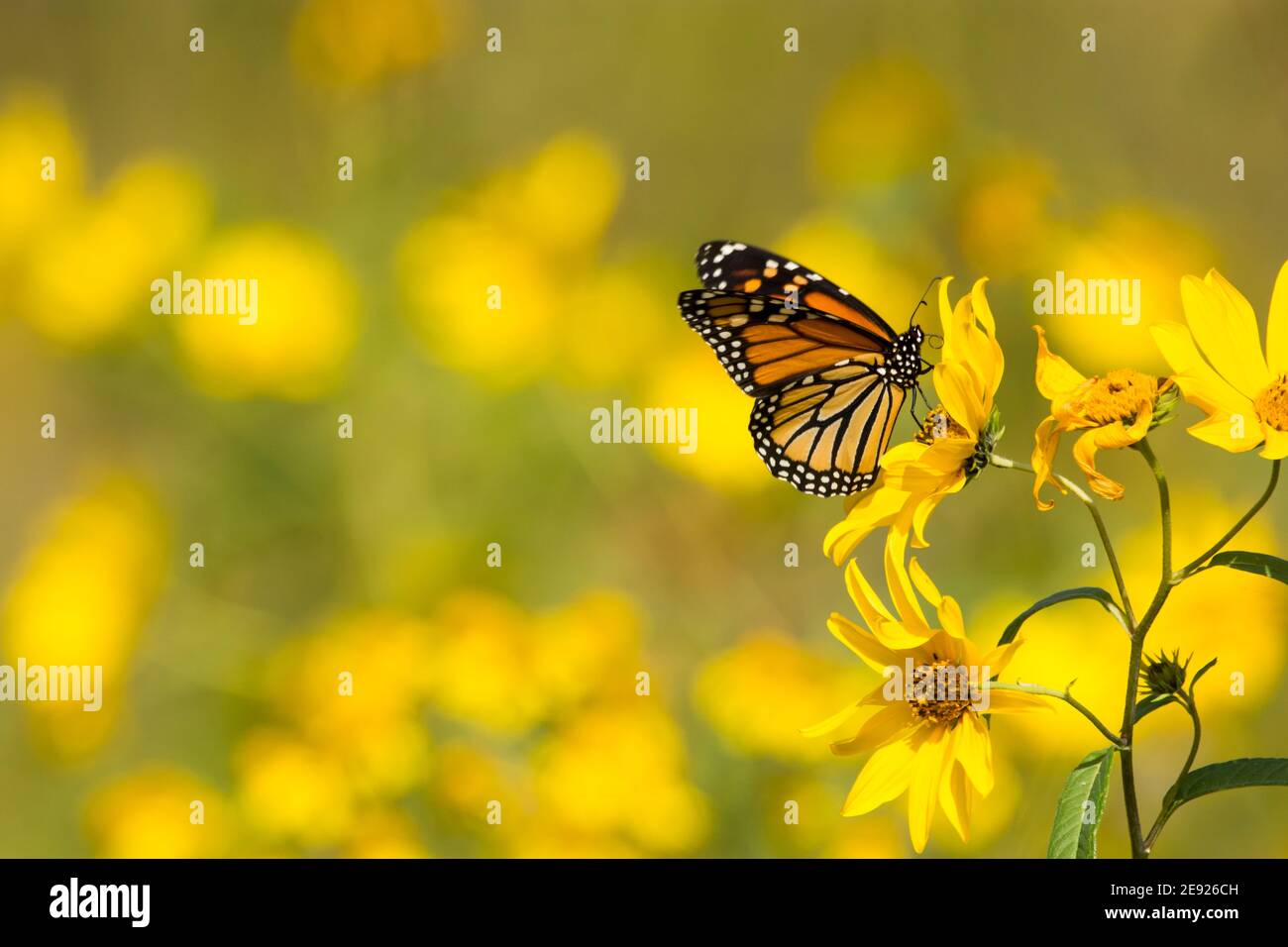 Monarch Butterfly feeding from Compass plants in a prairie in Wisconsin ...