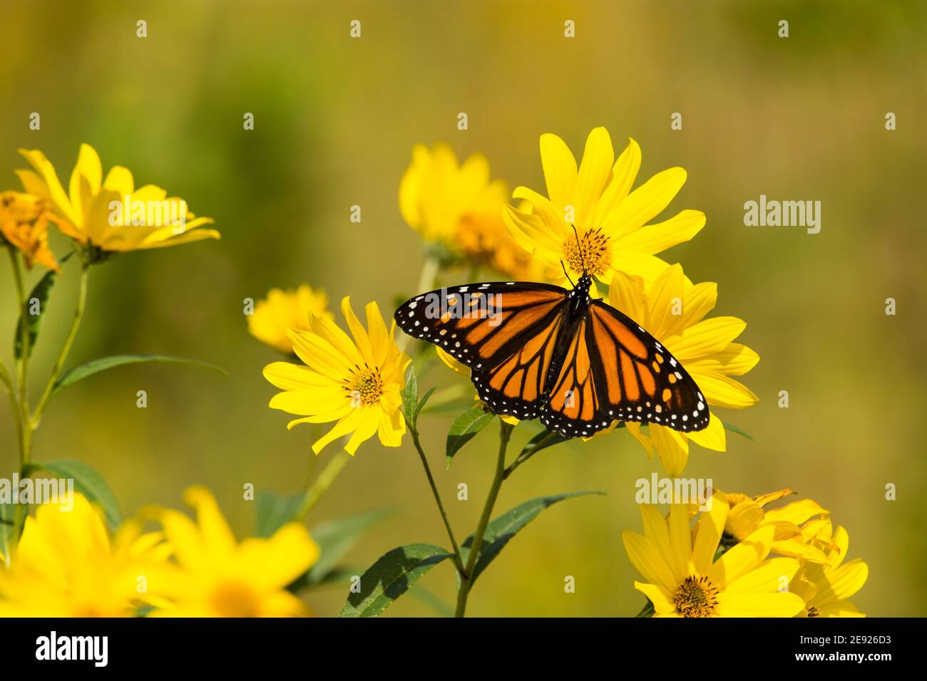 Monarch Butterfly feeding from Compass plants in a prairie in Wisconsin ...