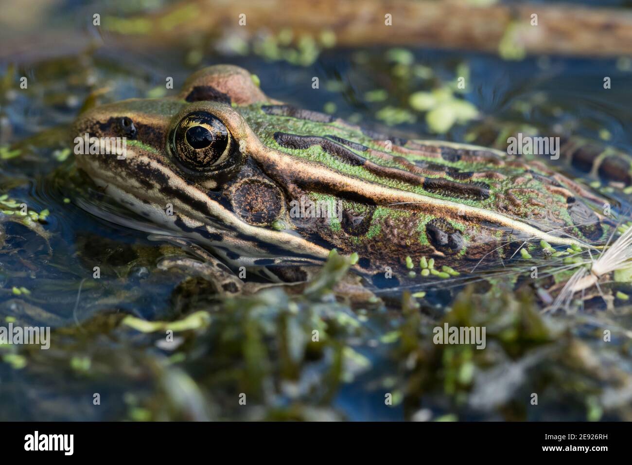 A Northern Leopard Frog floating in a pond in Wisconsin Stock Photo - Alamy