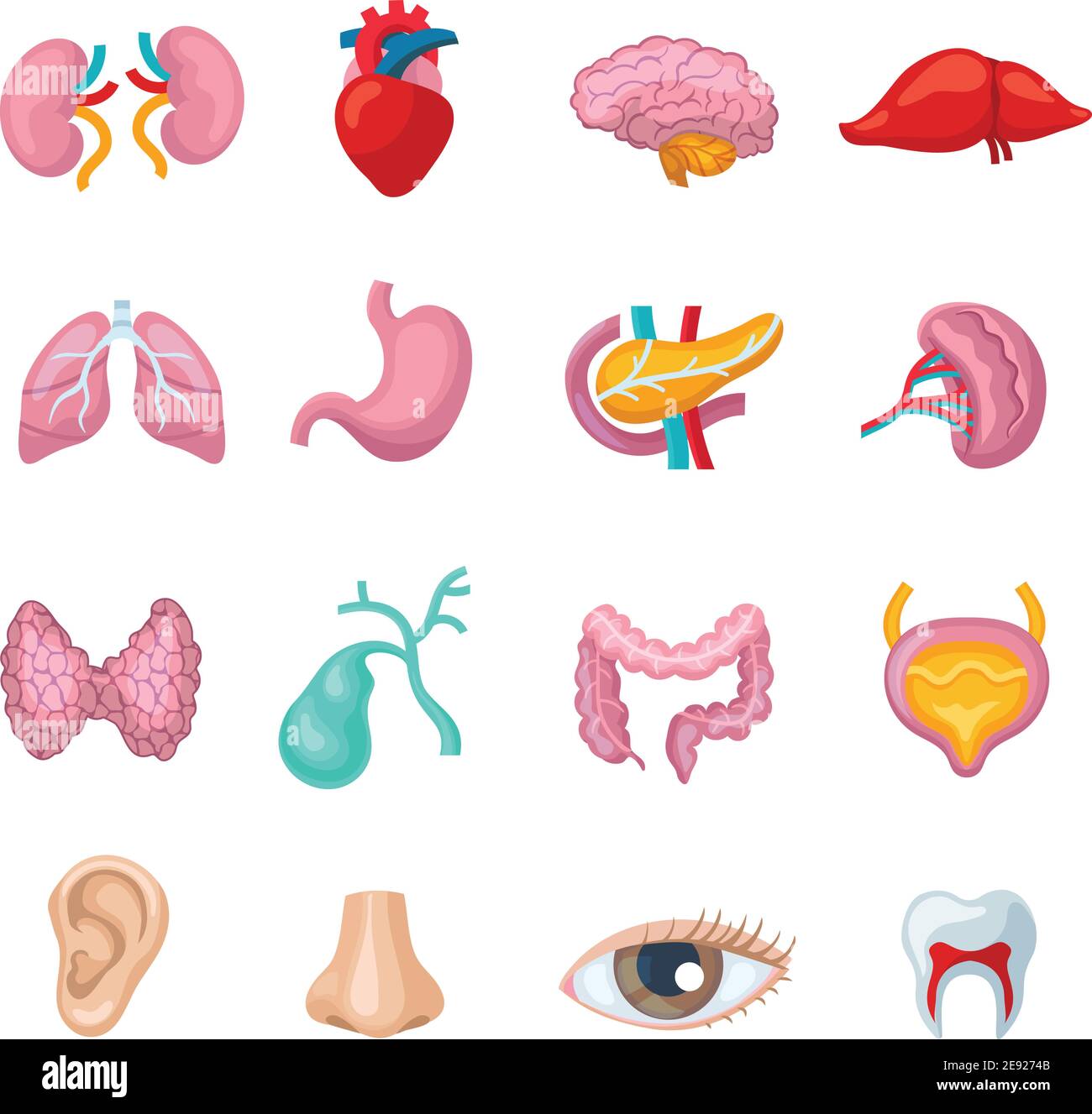 Human organs flat icons set with kidney liver brain stomach isolated ...