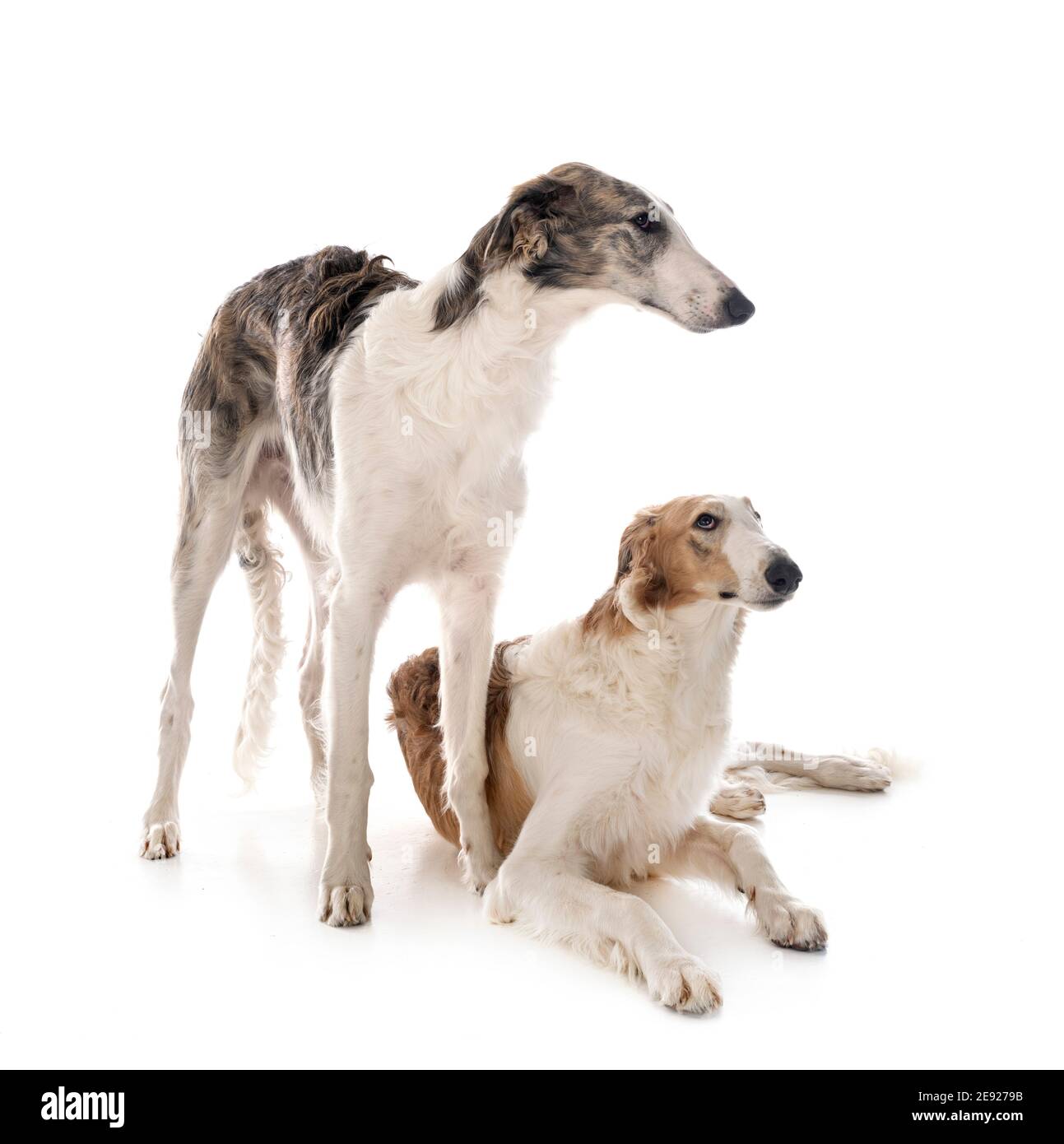 young borzois in front of white background Stock Photo - Alamy