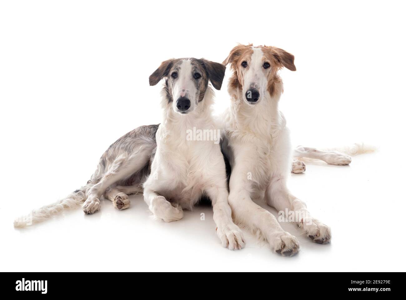 young borzois in front of white background Stock Photo - Alamy