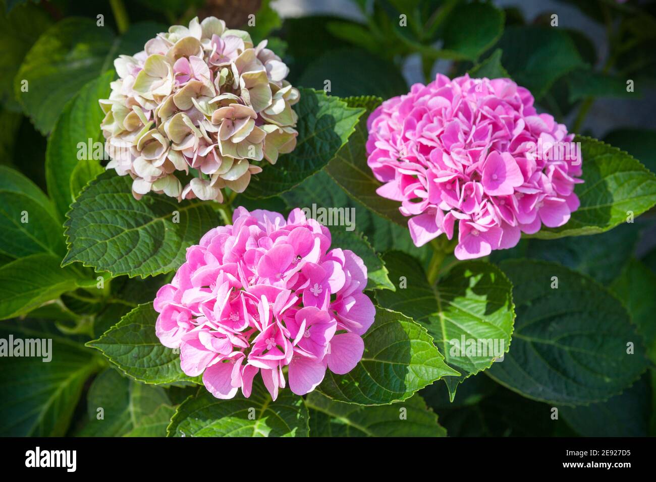 Colorful hydrangea flowers on the branches, hortensia close-up photo ...
