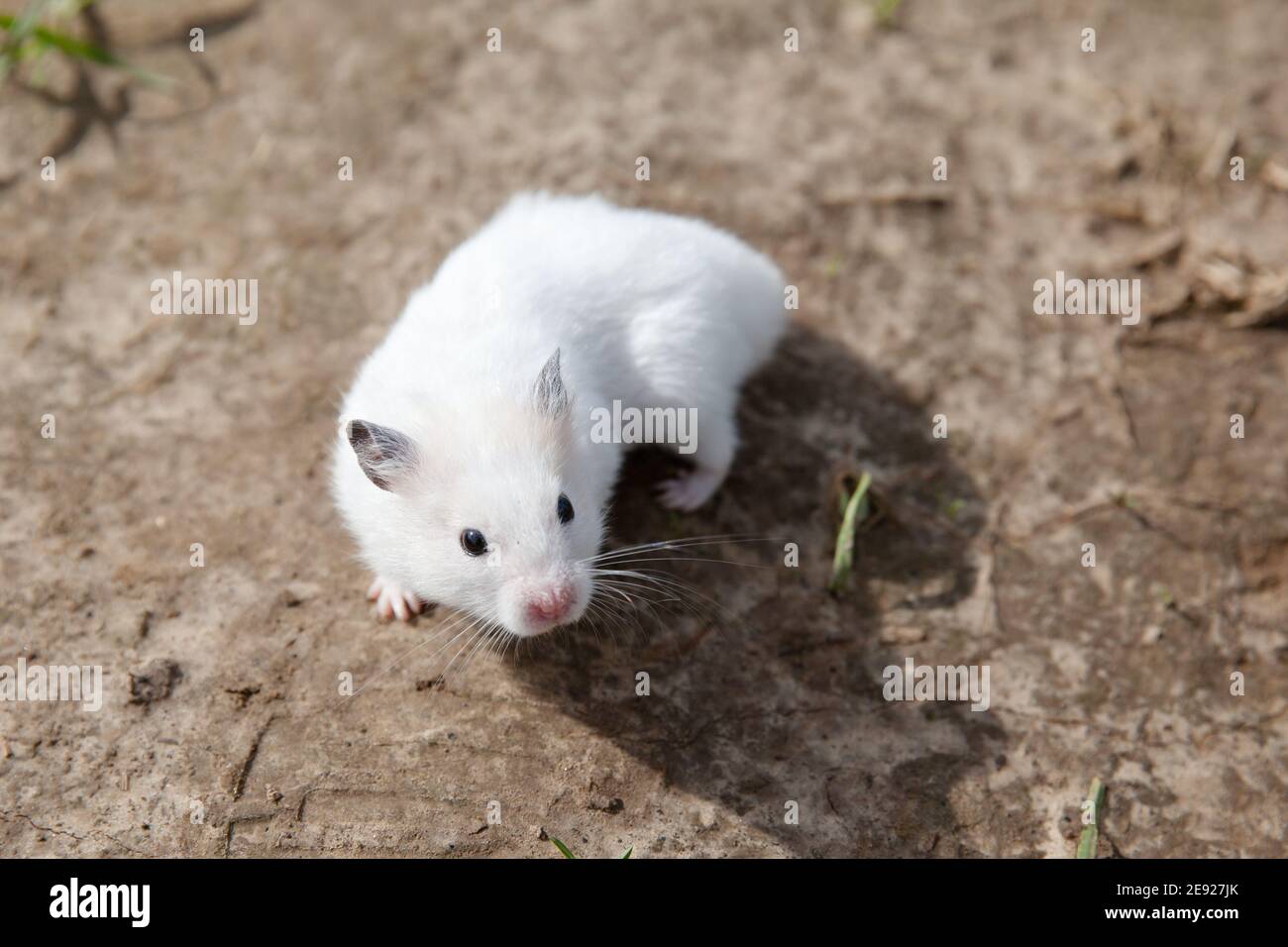 white hamster walking. Domestic hamster on the outside Stock Photo - Alamy