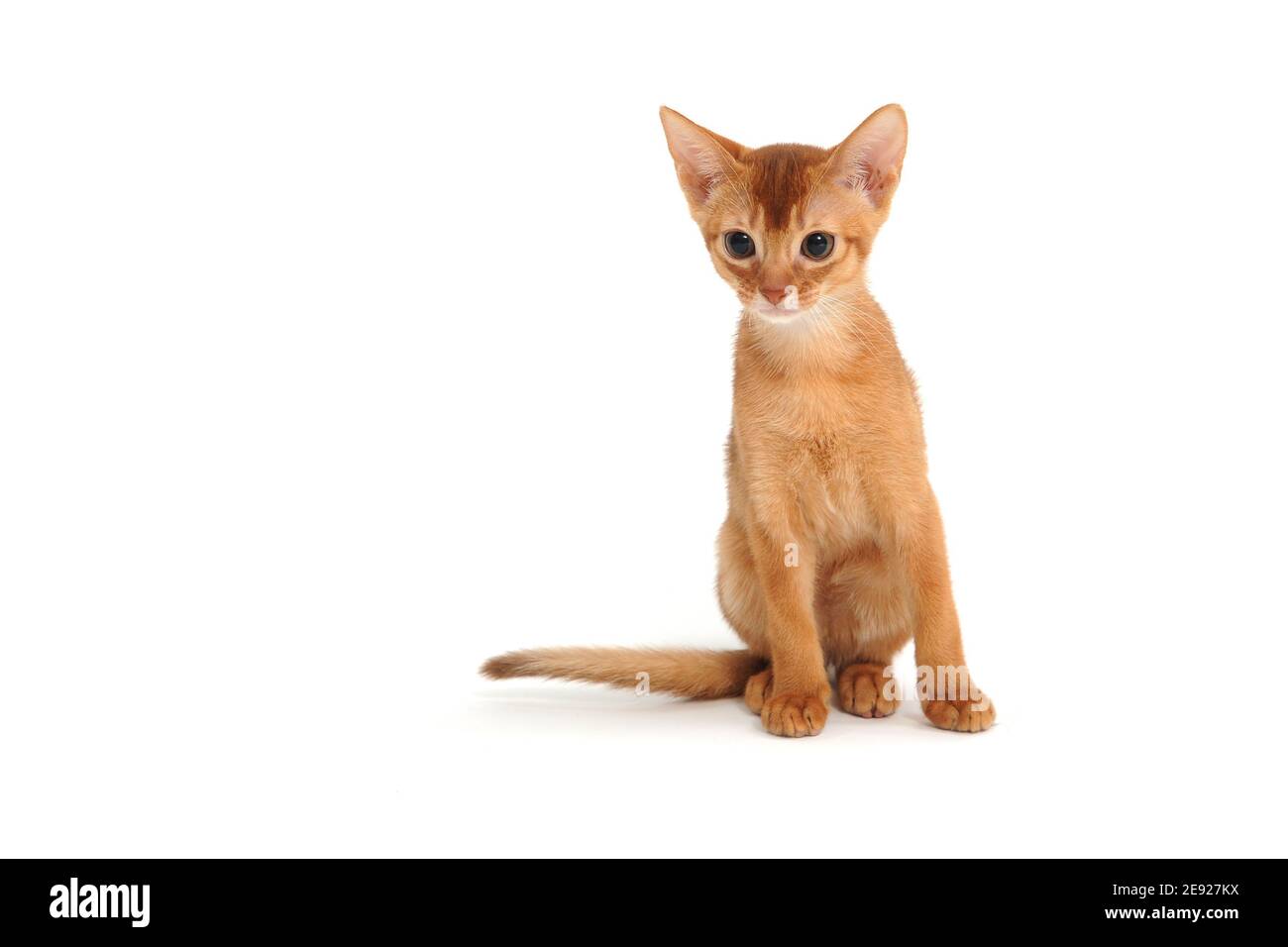 Abyssinian ginger cat on a white background Stock Photo - Alamy