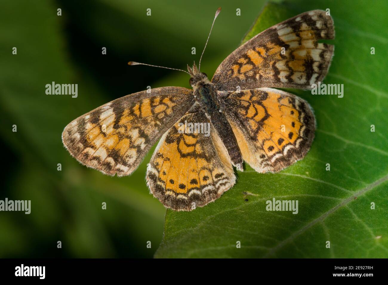 Pearl crescent butterfly hi-res stock photography and images - Alamy
