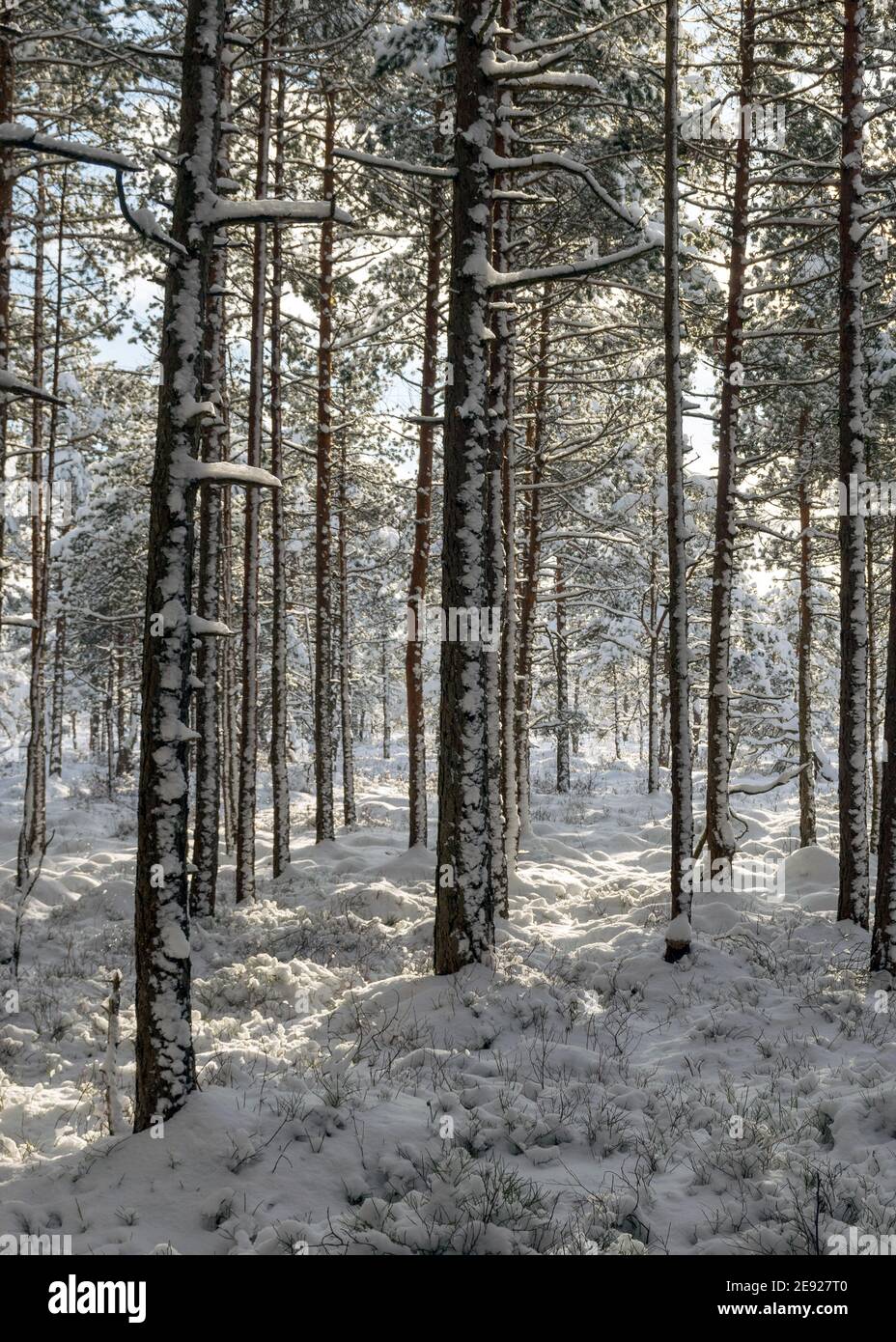 Snowy bog forest after a blizzard, amazing winter wonderland, trees ...
